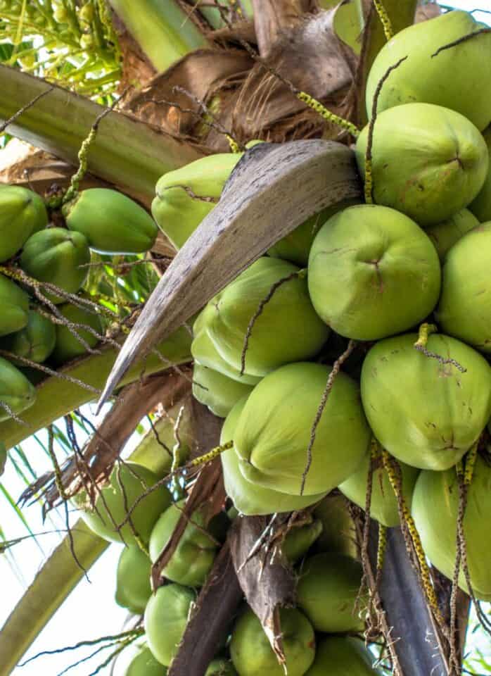 Coconut – Overview, Uses, And More - Chef Lola's Kitchen